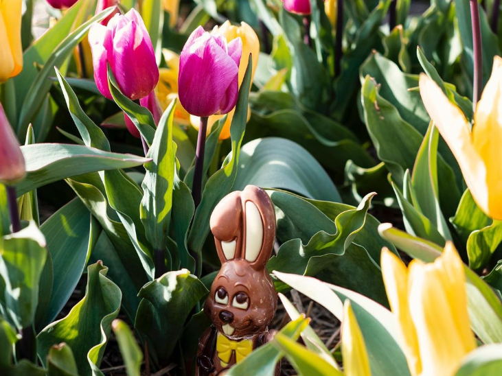 Discover the Magic of the Tulip | Tulip Experience Amsterdam