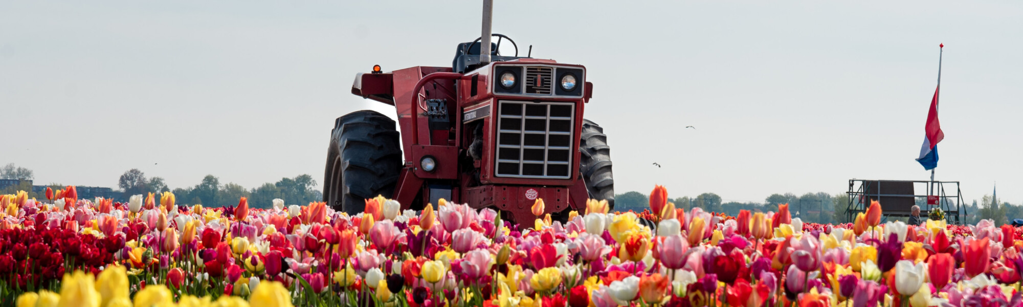 When and where to plant tulips (tips… | Tulip Experience Amsterdam