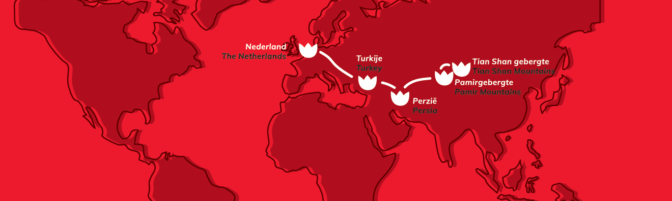 The history of the tulip explained Tulip… | Tulip Experience Amsterdam