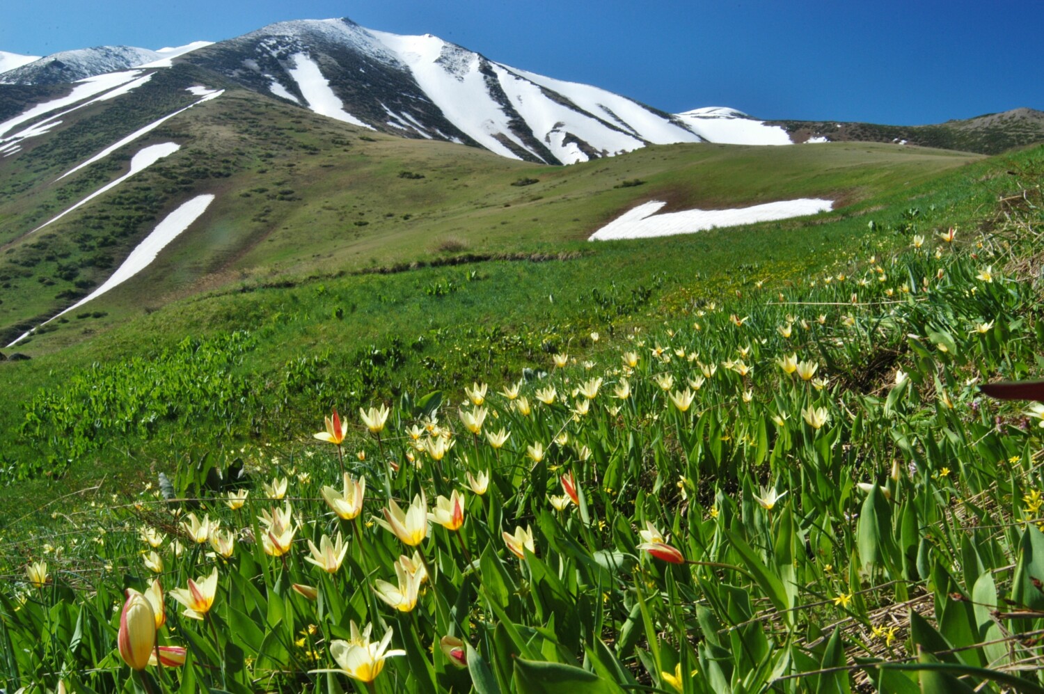 The history of the tulip explained Tulip… | Tulip Experience Amsterdam