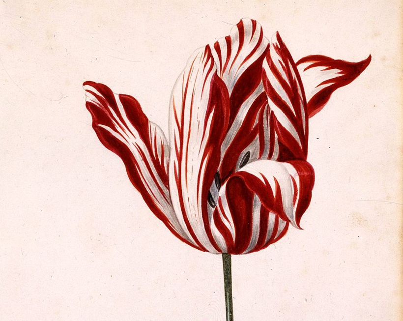 The history of the tulip explained Tulip… | Tulip Experience Amsterdam